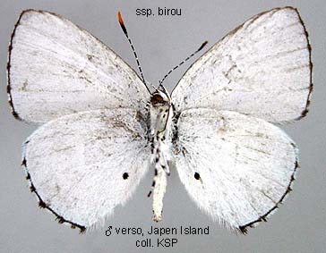 Papua Insects Foundation (Lepidoptera/Lycaenidae/Lycaeninae(Philiris ...